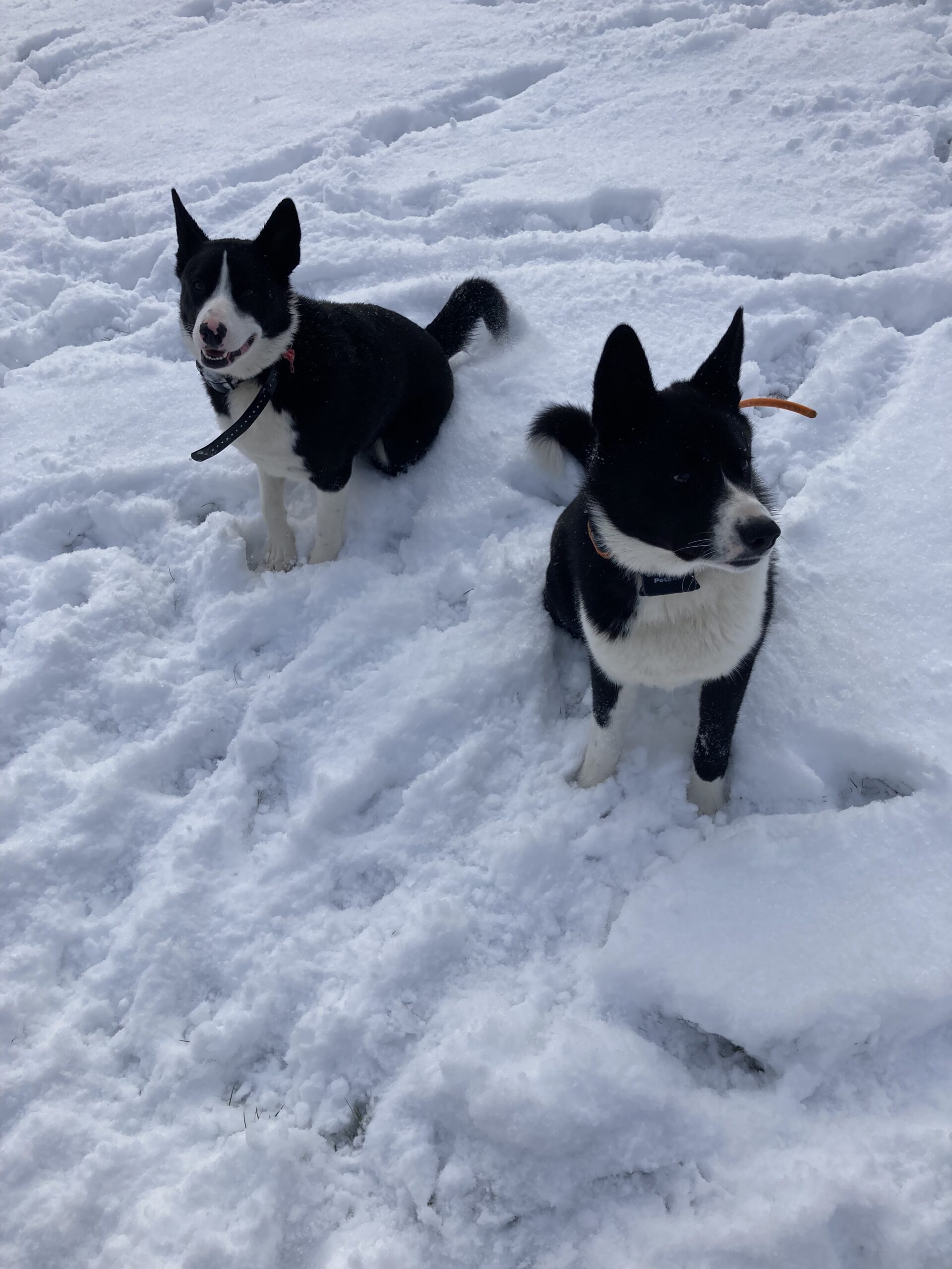 North Woods Karelian Bear Dogs - Exceptional Karelian Bear Dogs